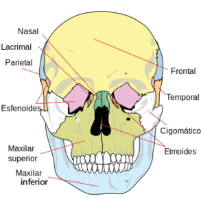 El cráneo | Qué es, Definición y Concepto.