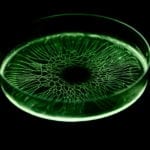 Cepa | Qué es, Definición y Concepto.